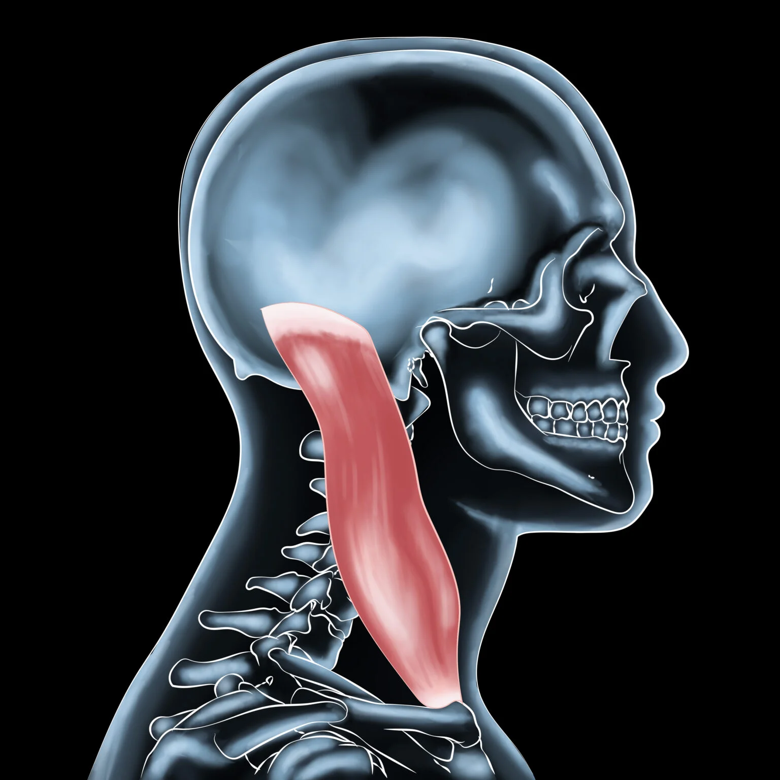 How to Relieve Sternocleidomastoid Muscle Pain