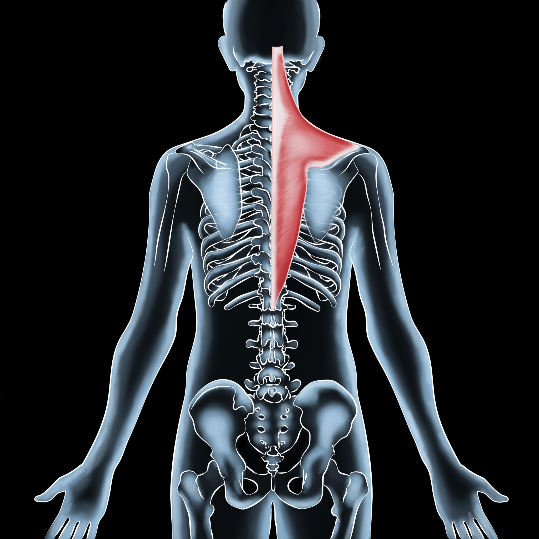 Effective Solutions for Trapezius Muscle Pain Relief in Edmonton