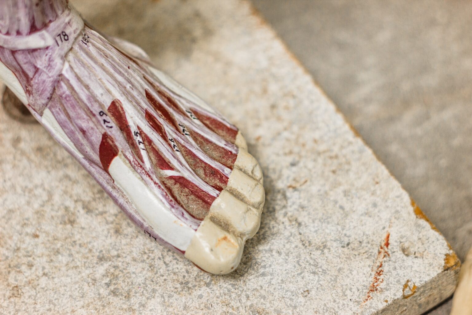 Understanding Ligaments - The Connective Tissue Guide